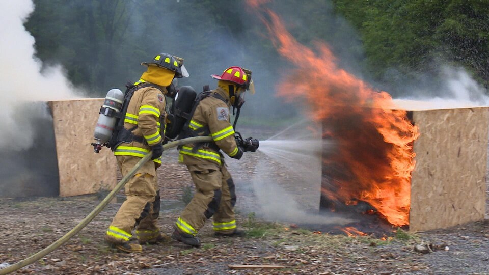 Du maïs pour combattre les feux de forêt | Radio-Canada.ca