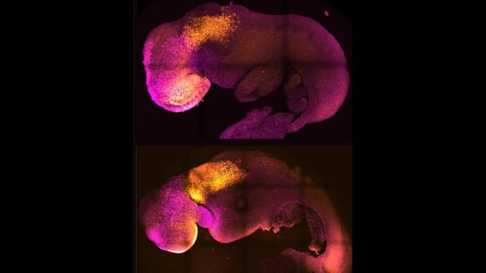 Des embryons de souris « synthétiques » créés sans ovules ni ...