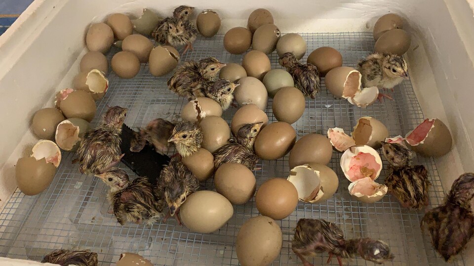 Transmettre sa passion pour la nature à ses élèves... avec des faisans ...