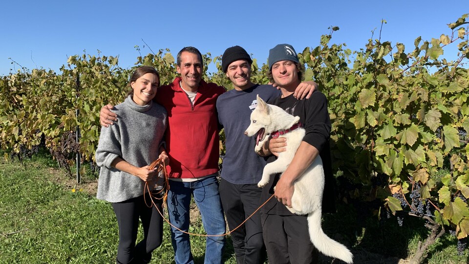 Les vignobles québécois en plein virage biologique | Radio-Canada.ca