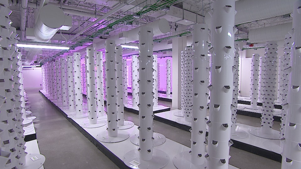 Une ferme hydroponique s’installe dans des bureaux vides de la tour de ...