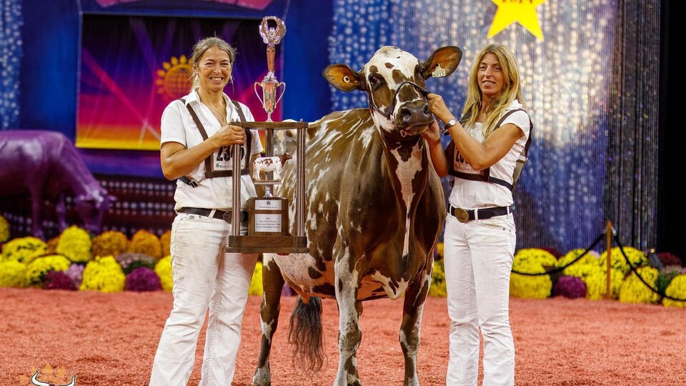 Les plus belles vaches au monde sont estriennes