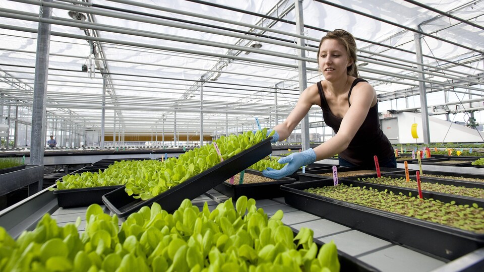 Les Fermes Lufa prolifèrent | Radio-Canada.ca