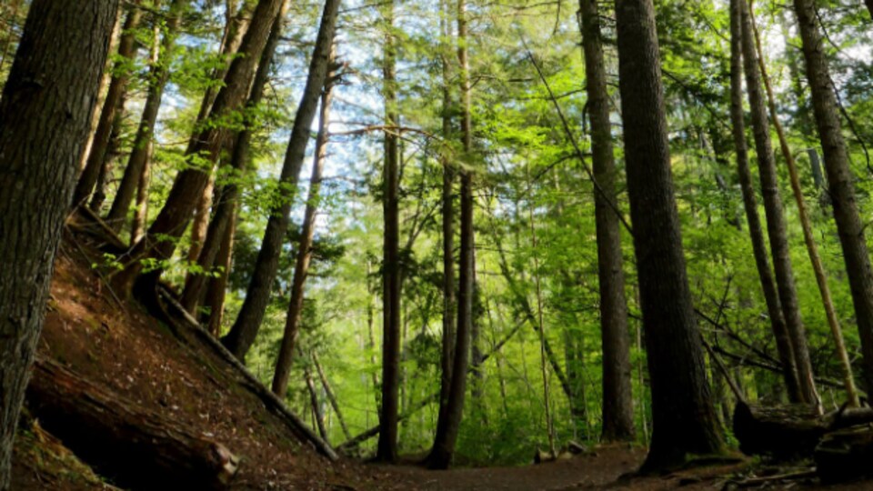 Comment la forêt acadienne réagit-elle aux changements climatiques ...
