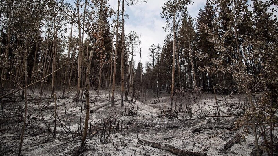 Des forêts incendiées qui ont du mal à se régénérer | Radio-Canada.ca