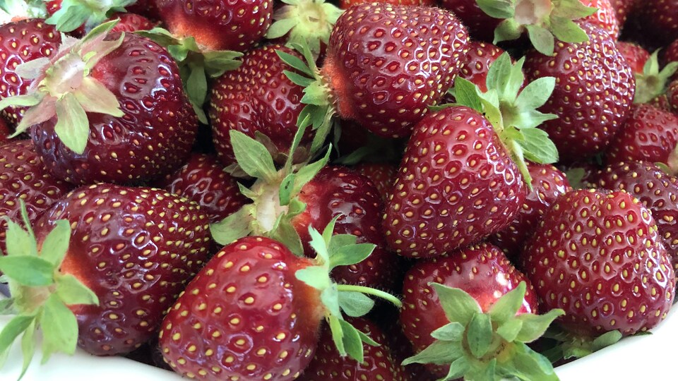 Série Circuit gourmand - Les fraises fraîches aux Jardins de Gallix