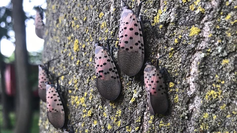 Climat : de nouveaux insectes causent des ravages aux cultures ...