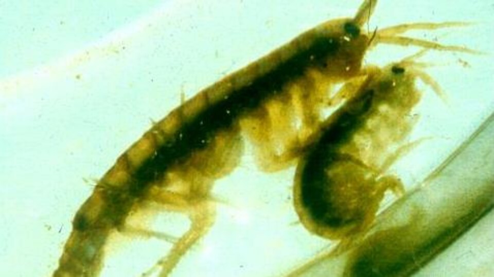 Ce crustacé fragmente le plastique et ce n’est pas une bonne nouvelle ...