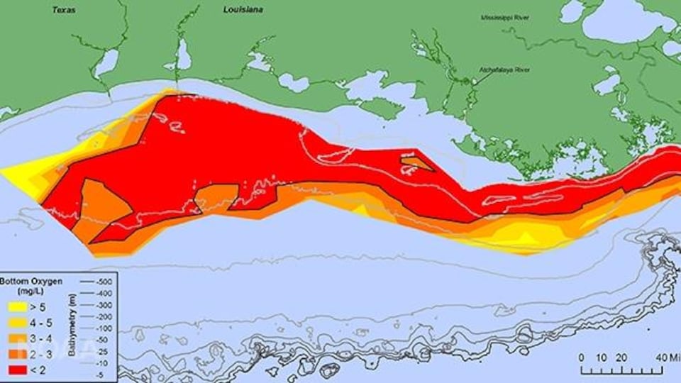 La zone morte dans le golfe du Mexique est plus grande que jamais | ICI ...