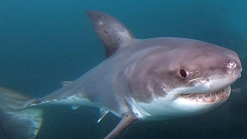 Jekyll, grand requin blanc repéré au large de Percé