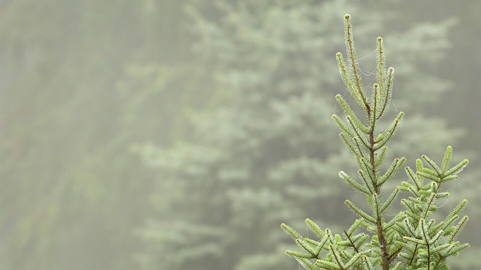L'avenir de la forêt acadienne