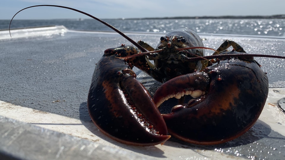 La saison 2023 de la pêche au homard est lancée dans la zone 23 au ...