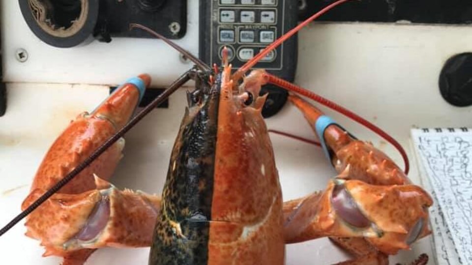 Des homards de toutes les couleurs cette année à l’Île-du-Prince ...