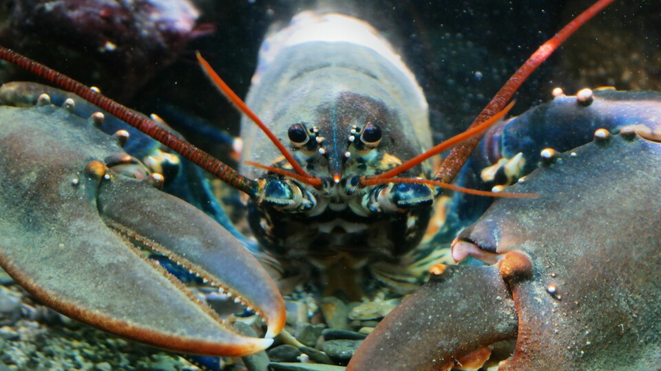 Devrait-on permettre une plus grande pêche aux homards sur la Côte-Nord?