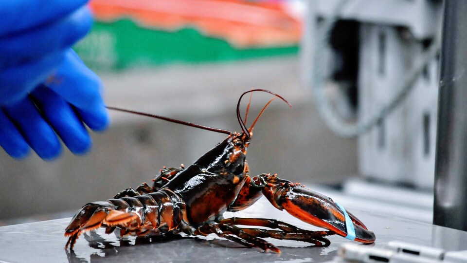 L’année de tous les possibles pour les exportateurs de homard | Radio ...