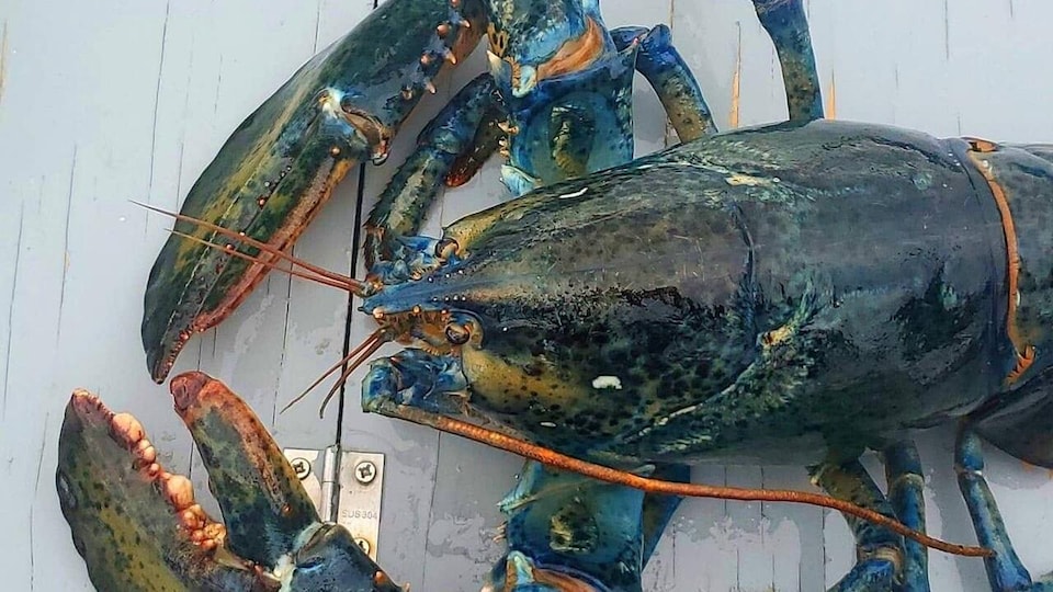 Des homards de toutes les couleurs cette année à l’Île-du-Prince ...