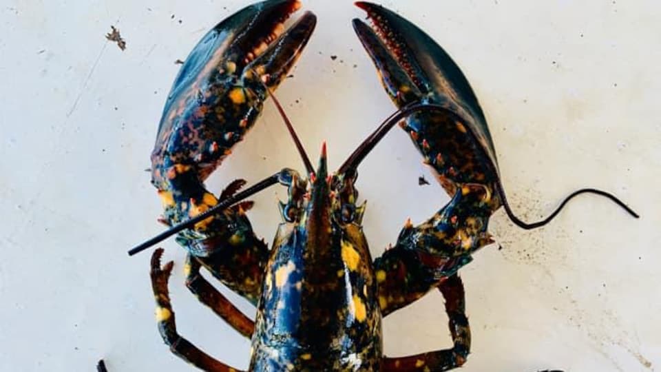 Des homards de toutes les couleurs cette année à l’Île-du-Prince ...