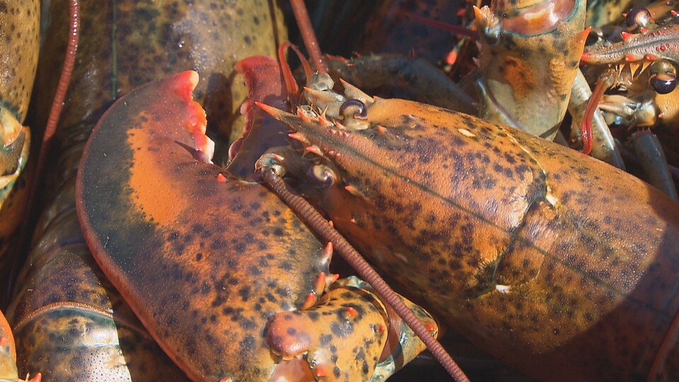 Du pêcheur à l’assiette : un homardier du N.-B. veut briser le monopole ...