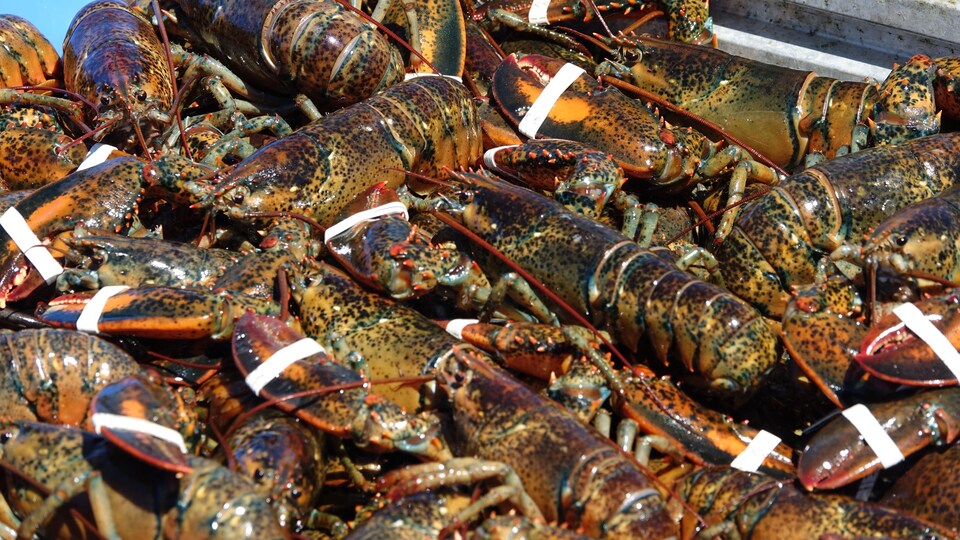 Chronique maritime : le crabe des neiges et le homard canadien sur la ...