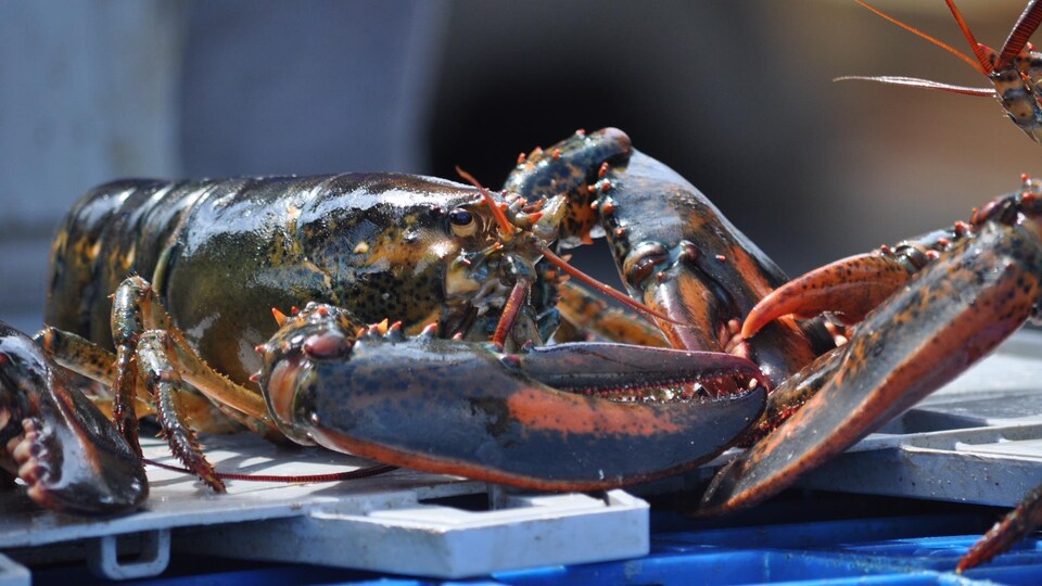 Abondance du homard dans le golfe du Saint-Laurent
