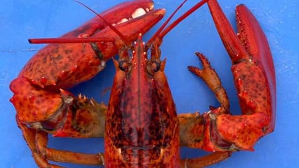 Des homards de toutes les couleurs cette année à l’Île-du-Prince ...