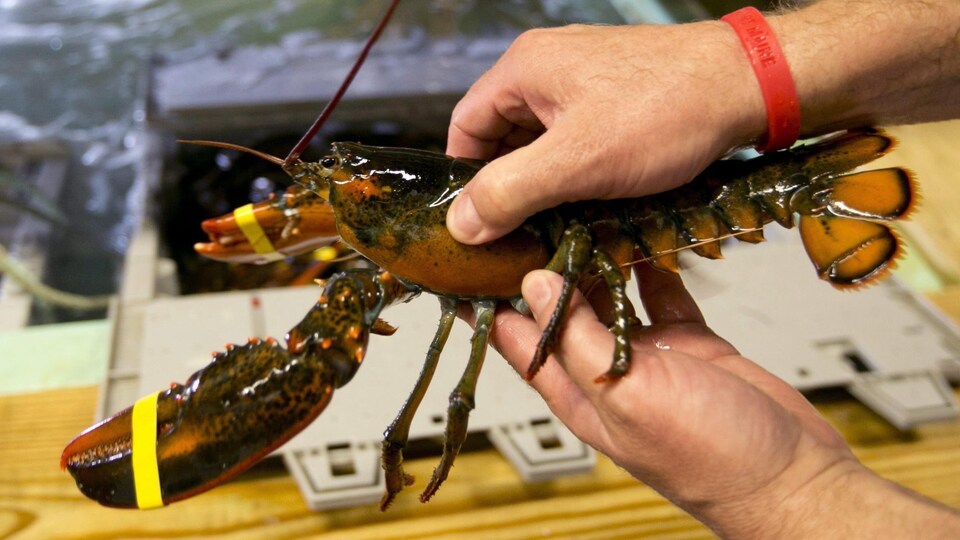 Un vivier à homard de la Nouvelle-Écosse mis à l’amende | Radio-Canada.ca