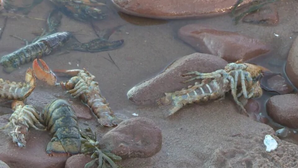 Homards échoués en Gaspésie : un phénomène appelé à se reproduire