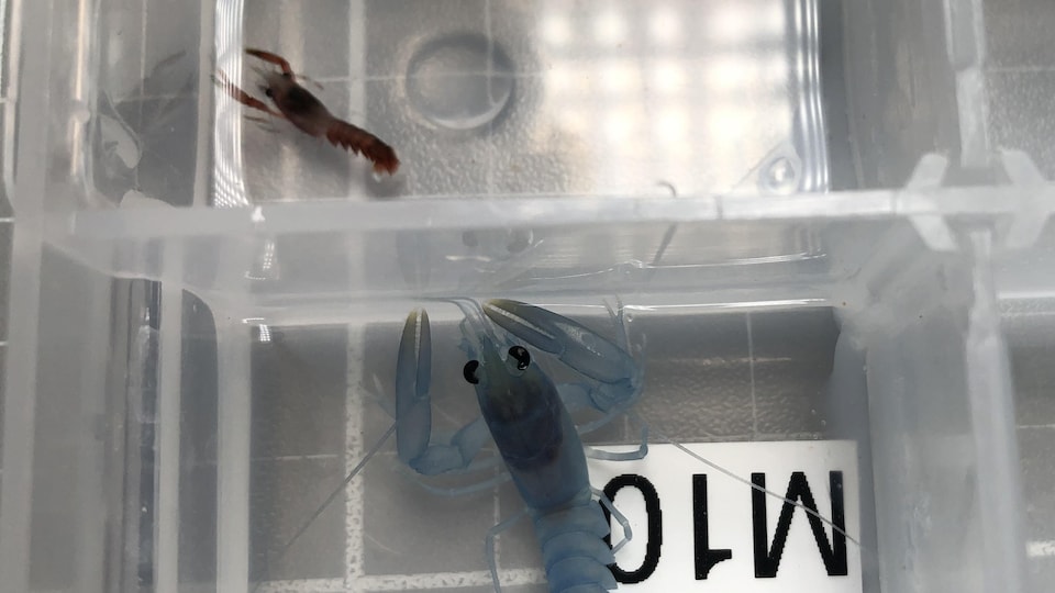 Les petits homards aiment l’eau chaude, mais pas trop | Radio-Canada.ca