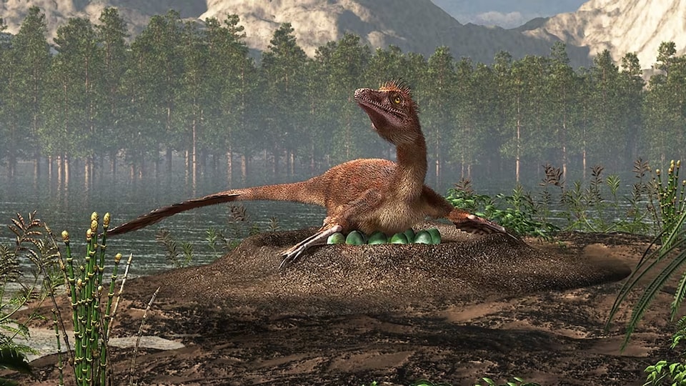 À la croisée des dinosaures et des oiseaux : le troodon