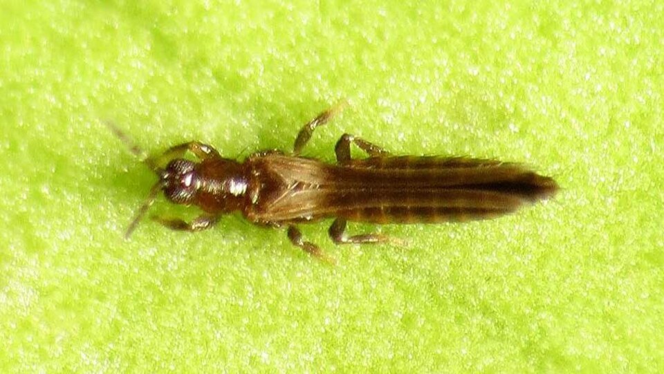 De « bons insectes » pour contrôler les « mauvais insectes » dans les ...