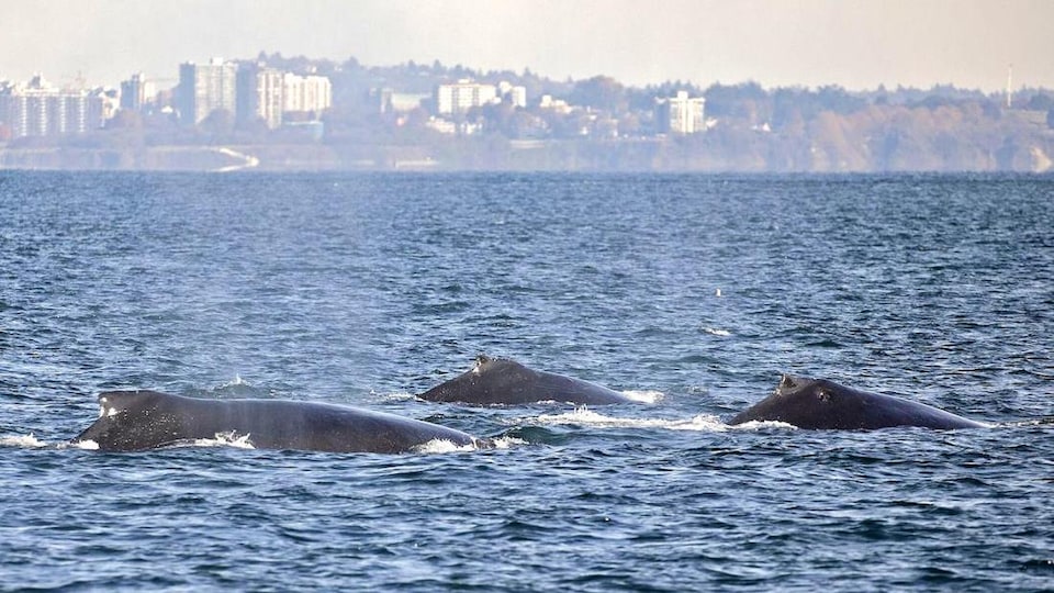 Le confinement crée les conditions idéales pour observer les oiseaux ...