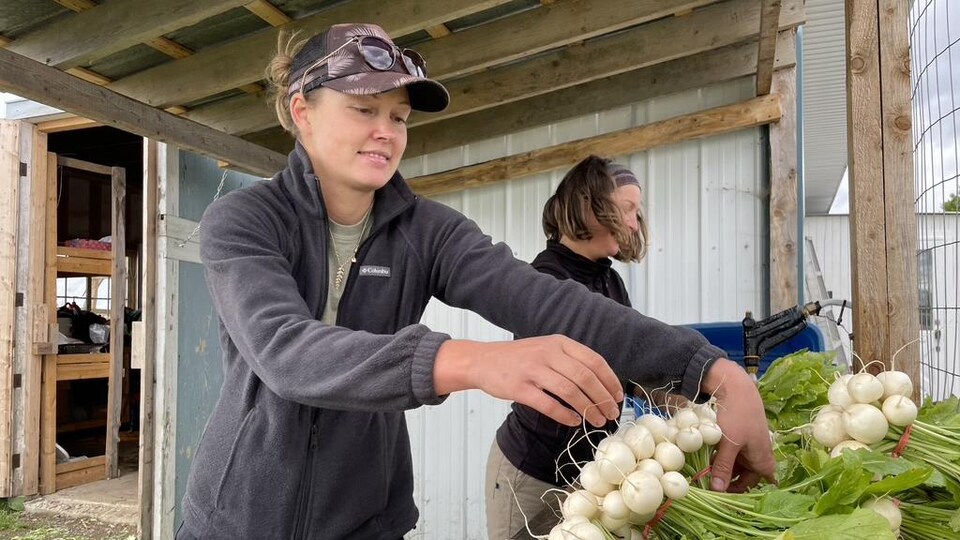 Les défis de jeunes agriculteurs en Chaudière-Appalaches | Radio-Canada.ca