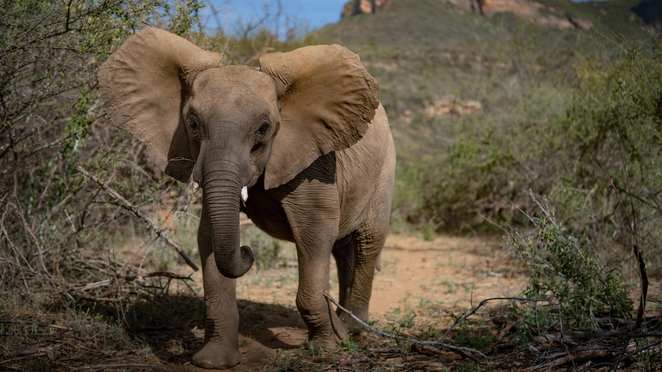 Le rapport des animaux face à la mort