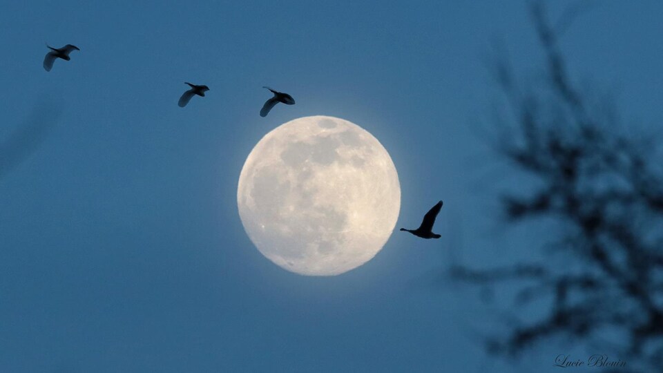 Habitudes migratoires des oiseaux et changements climatiques