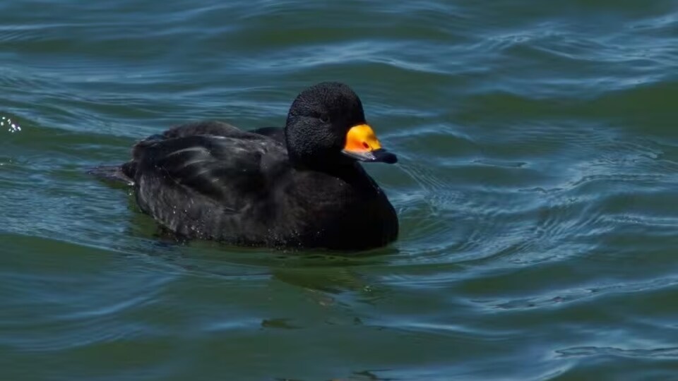 Des radars surveillent la migration d’un canard marin du Nouveau ...