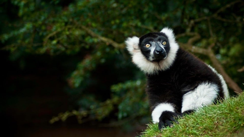 Jouer avec les lémuriens au zoo de Calgary | ICI Radio-Canada.ca