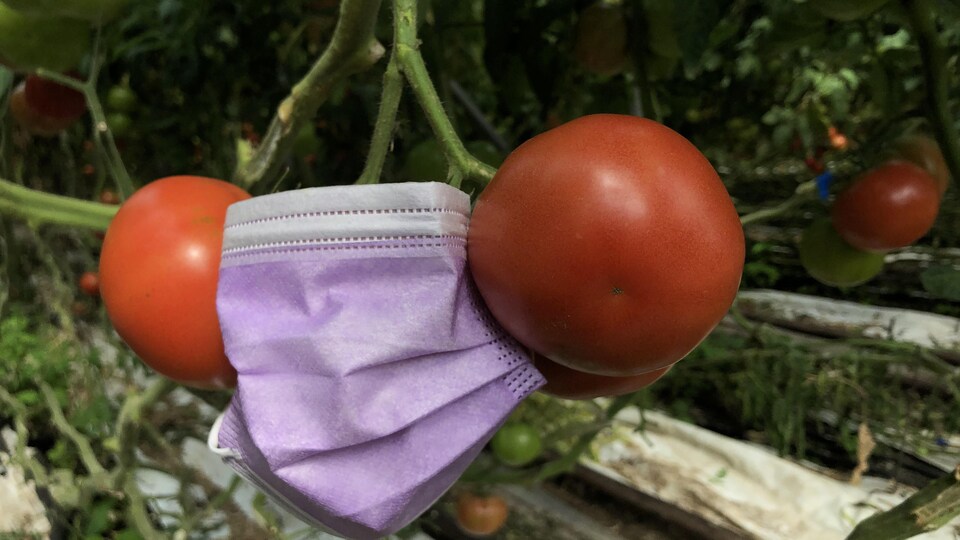 Le virus du fruit rugueux brun inquiète les producteurs de tomates ...