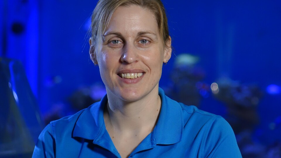 Retour des morses Lakina et Balzak à l'Aquarium du Québec | Radio-Canada.ca