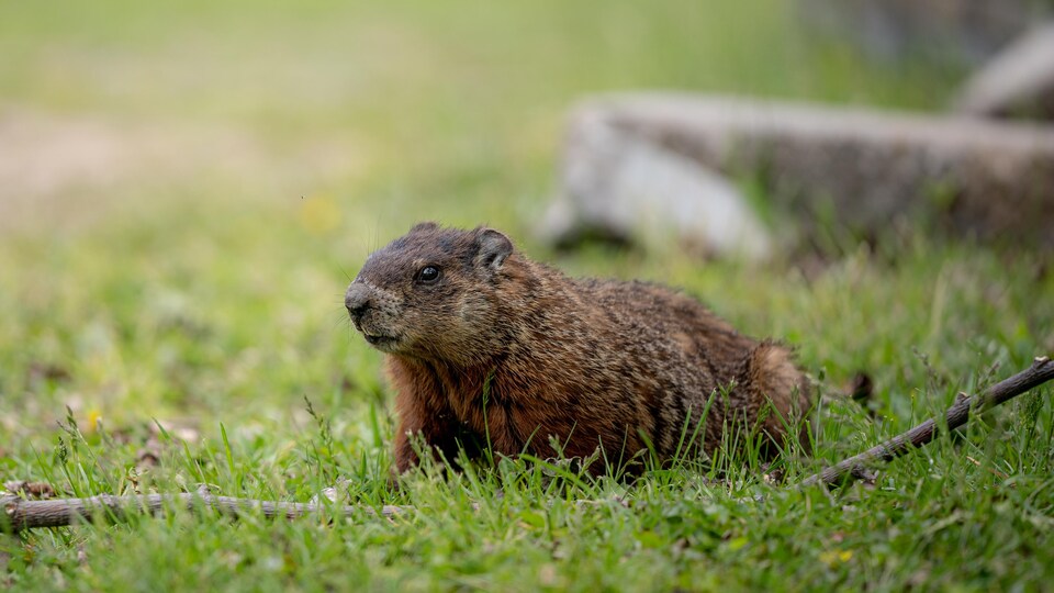 Que connaissez-vous de l’animal célébré le jour de la marmotte?