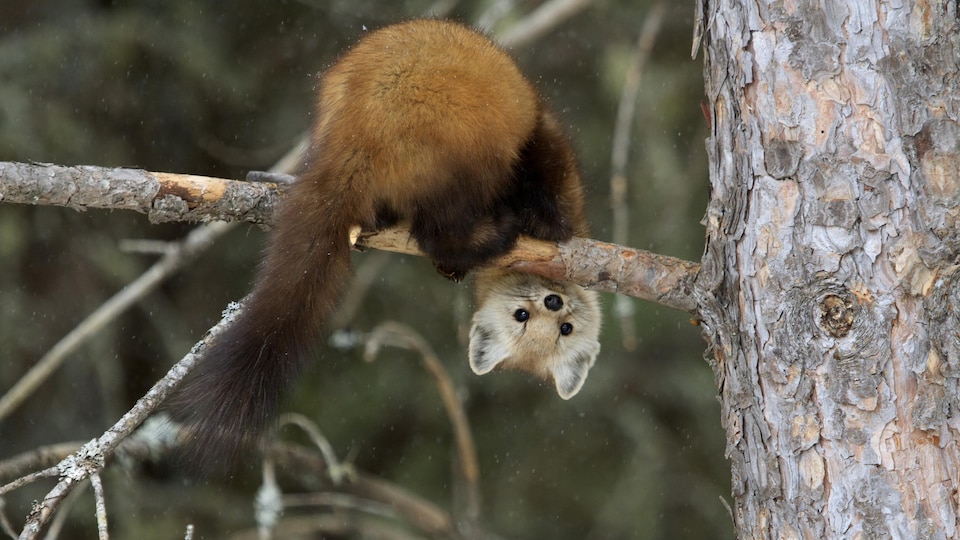 Les animaux sauvages adorables que vous pourriez croiser en vacances au ...
