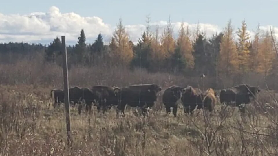 Un village nord-ontarien recherche un troupeau de bisons égarés | Radio ...