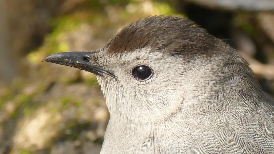 Les oiseaux moqueurs, qui sont-ils?