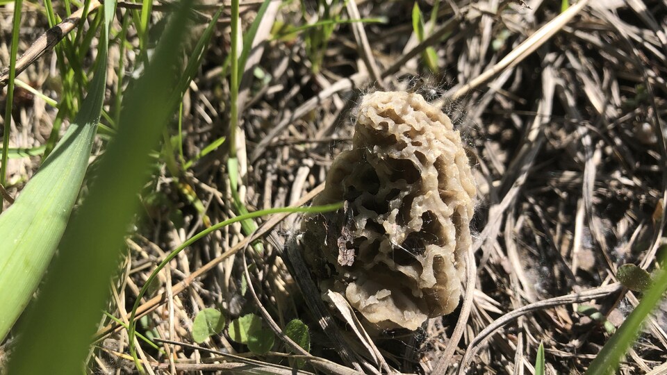 Une saison exceptionnelle pour la morille au Manitoba | Radio-Canada.ca