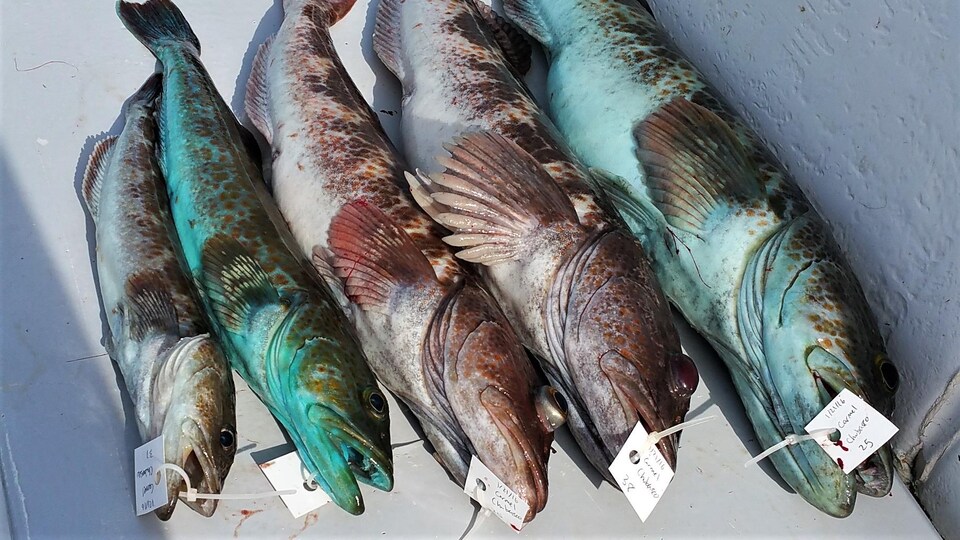 Les mille et un mystères des morues bleues du Pacifique | Radio-Canada.ca