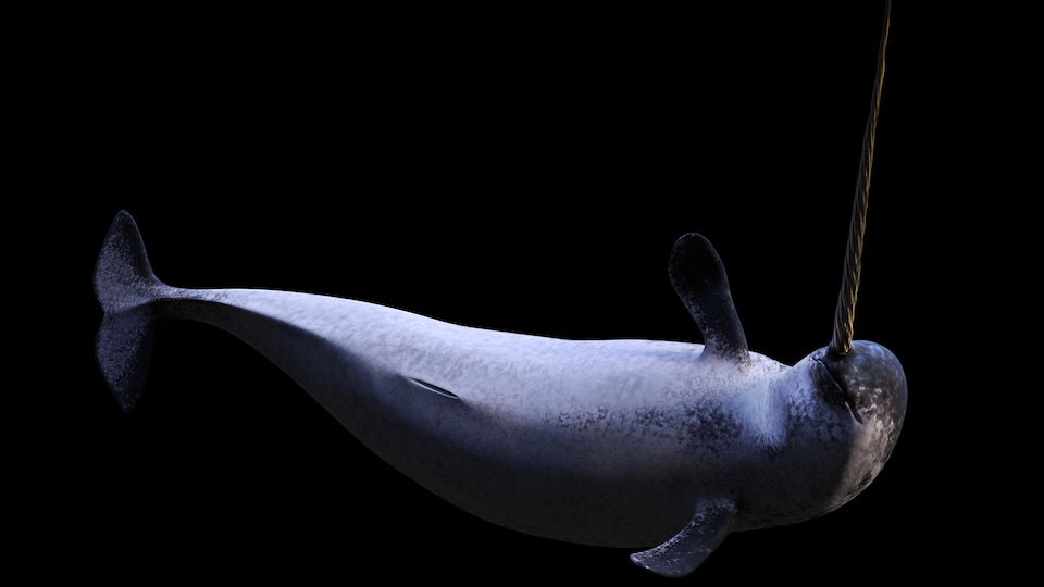 Le trafic maritime à blâmer pour le déclin des narvals au large de ...