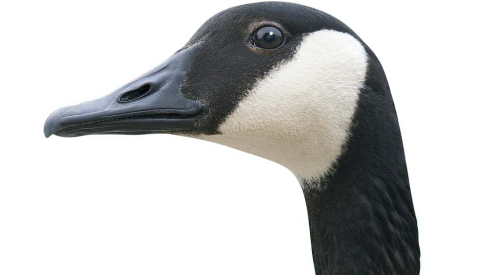 La bernache du Canada, annonciatrice du printemps