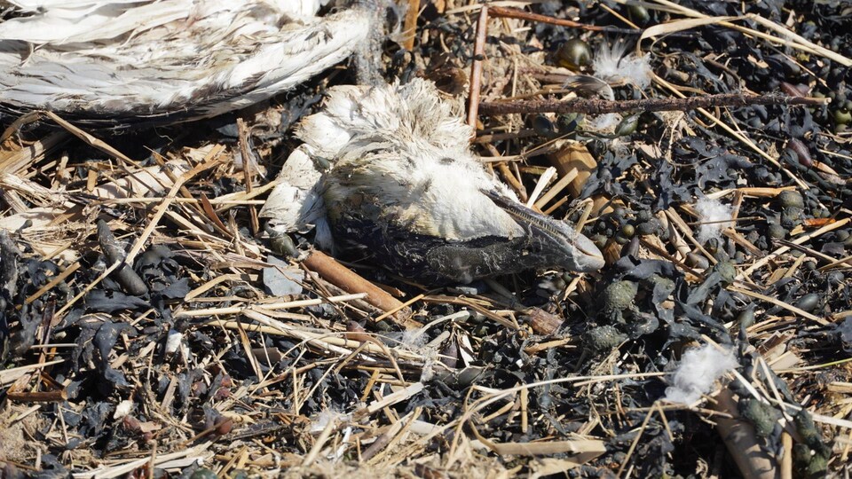 Des carcasses d'oiseaux marins retrouvées sur la Côte-Nord