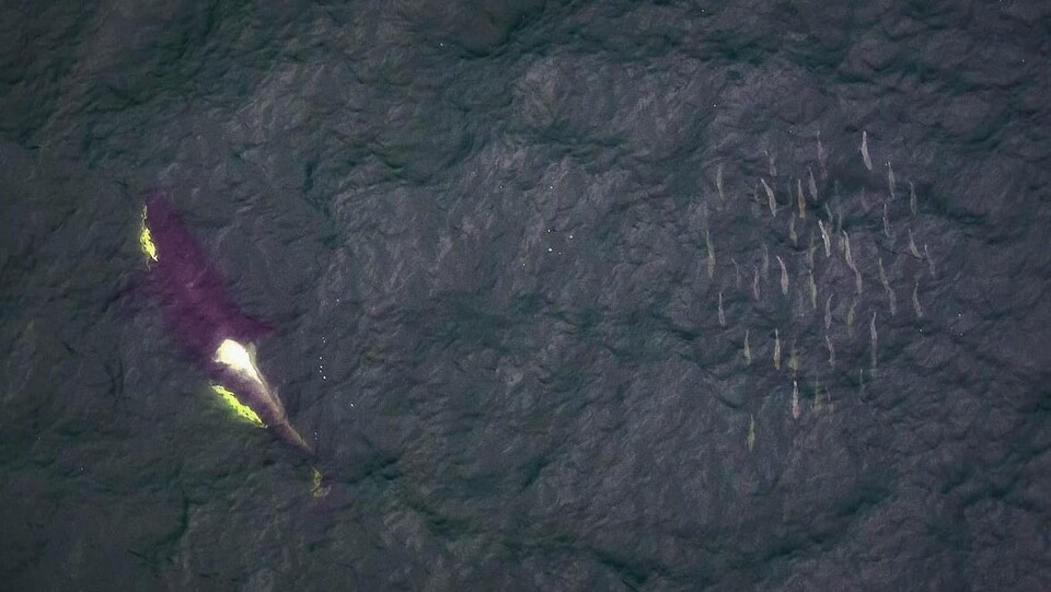 Des drones précieux pour l’observation des orques | Radio-Canada.ca