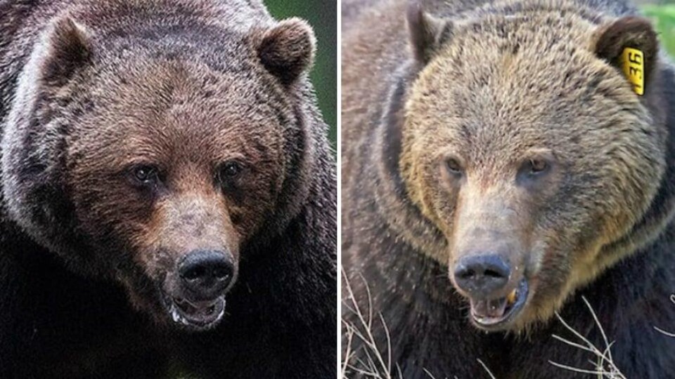 Dans la course à l’obésité, les grizzlis albertains ne font pas le ...
