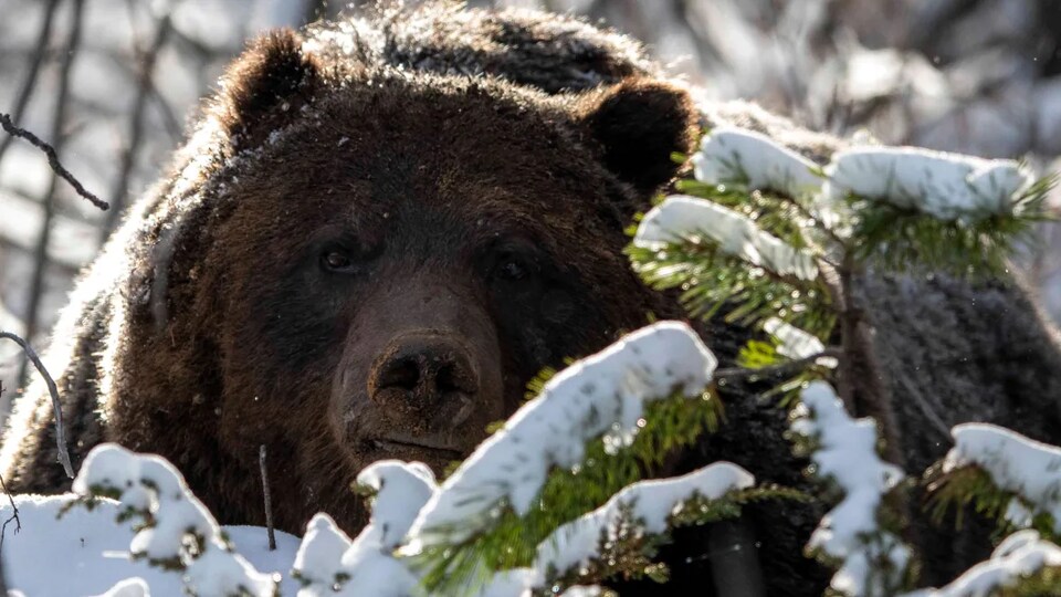 « Le boss », le plus grand et redoutable grizzli de Banff, a été ...